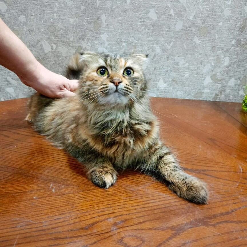 Кошечка