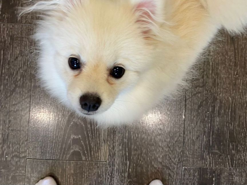 Померанский шпиц