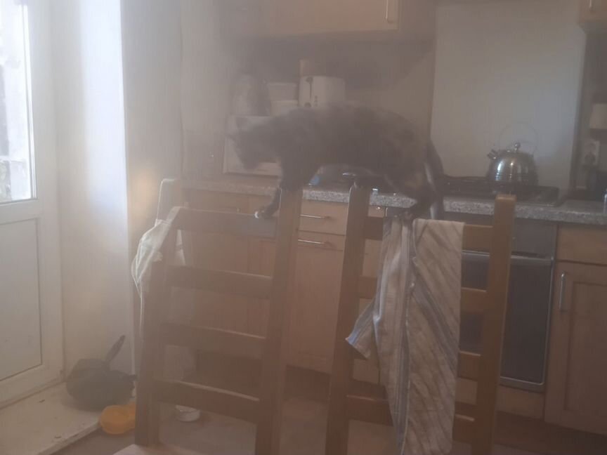 Кошечка ищет жениха