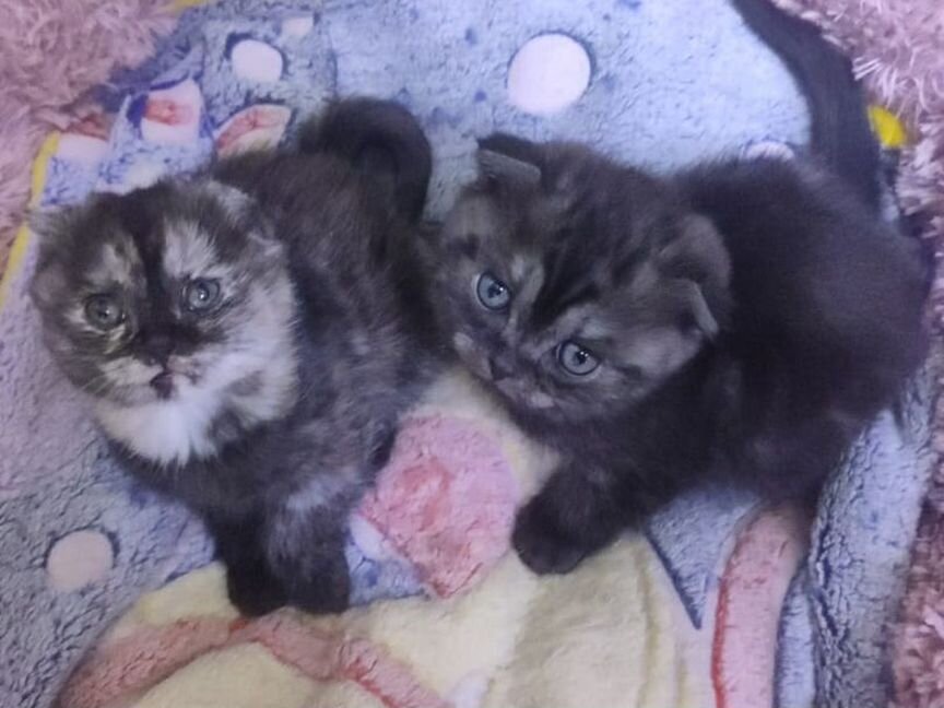 Плюшевое чудо