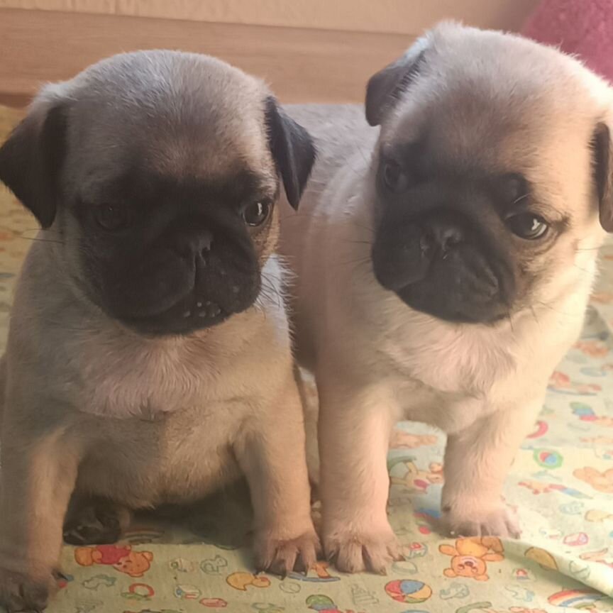 Мопс, щенок