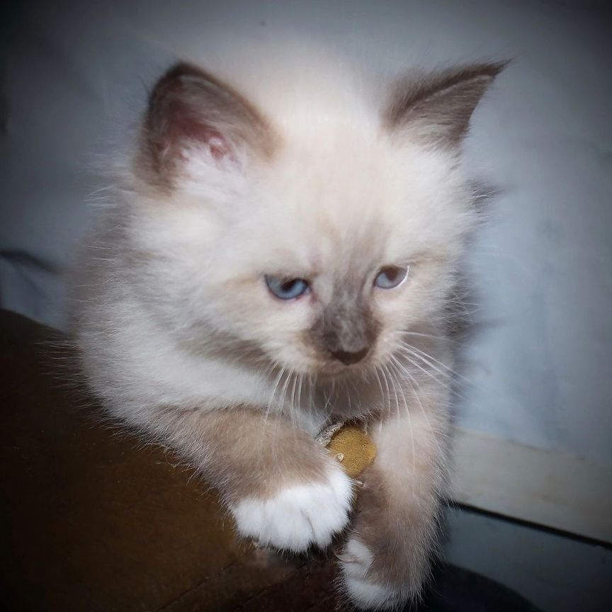 Котёнок в добрые руки