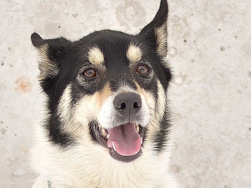 Джуне нужен дом