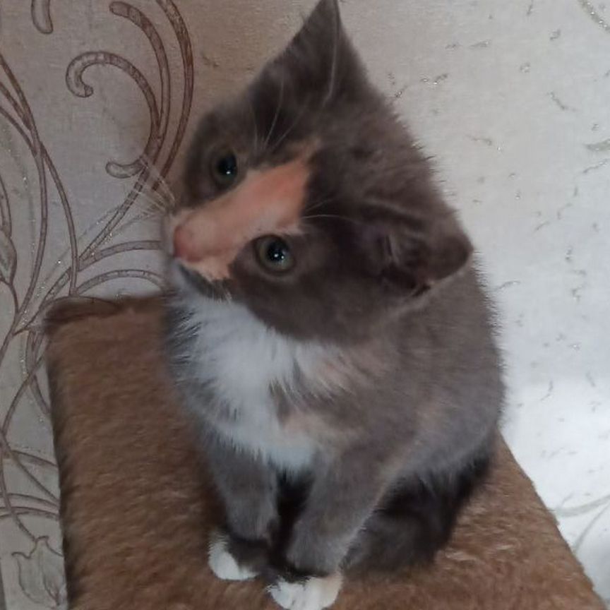 Котята в добрые руки бесплатно девочка