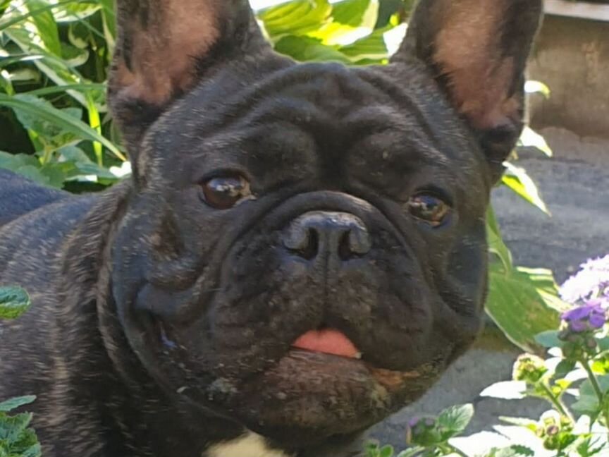 Вязка французский бульдог РКФ