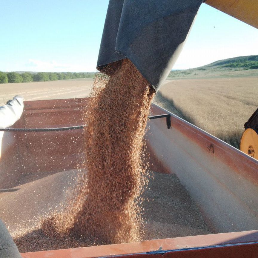 Пшеница 3 класс