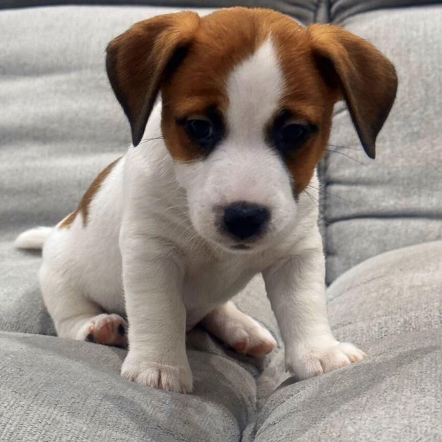 Щенки джек рассел терьер