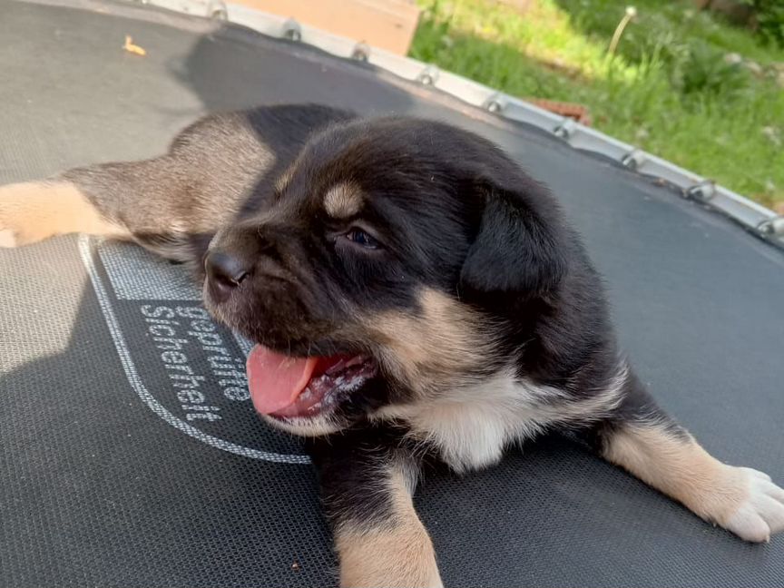 Щенки в добрые руки