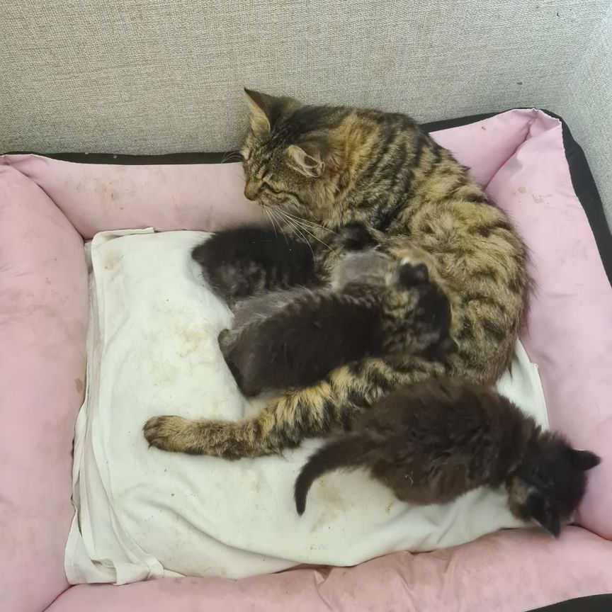 Отдам кошку и 4 котят бесплатно