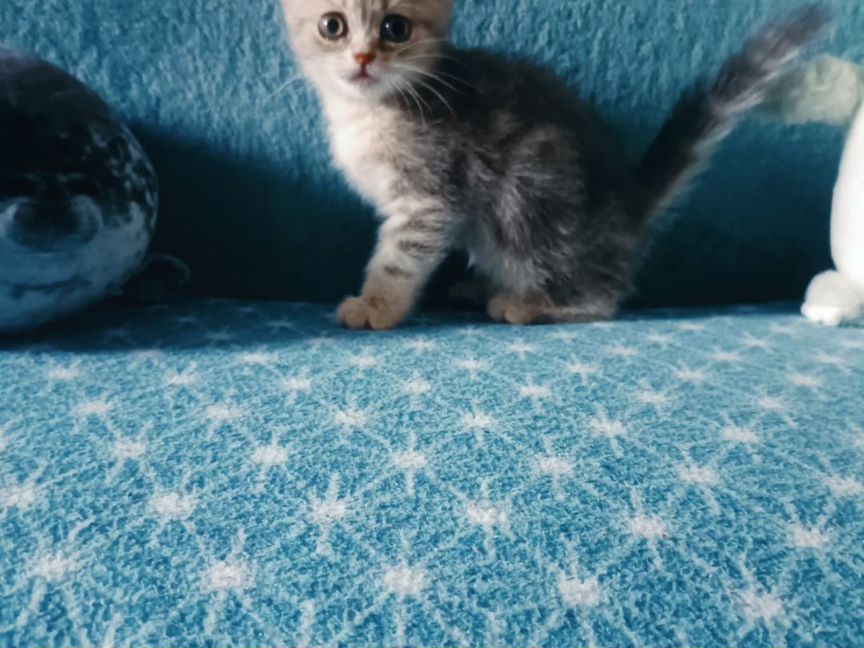 Шотландские котята