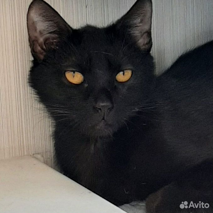 Подарите Шанс чёрная Кошка выкидывают на улицу