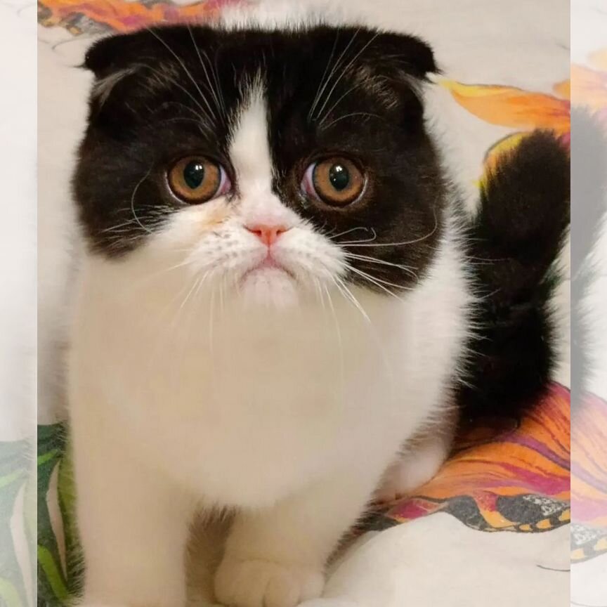 Шотландский вислоухий короткошёрстный котёнок