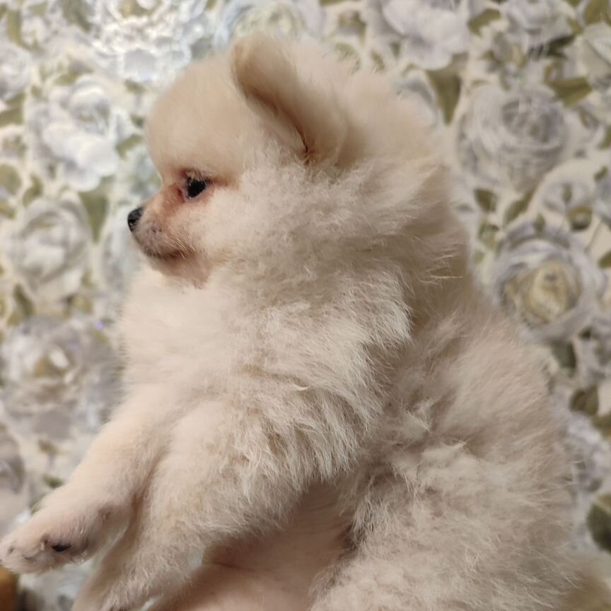 Куколки помераночки