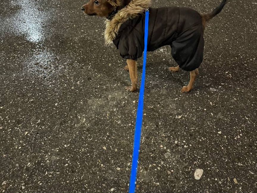 Маленькая собака русский той