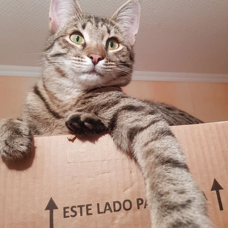 Котик