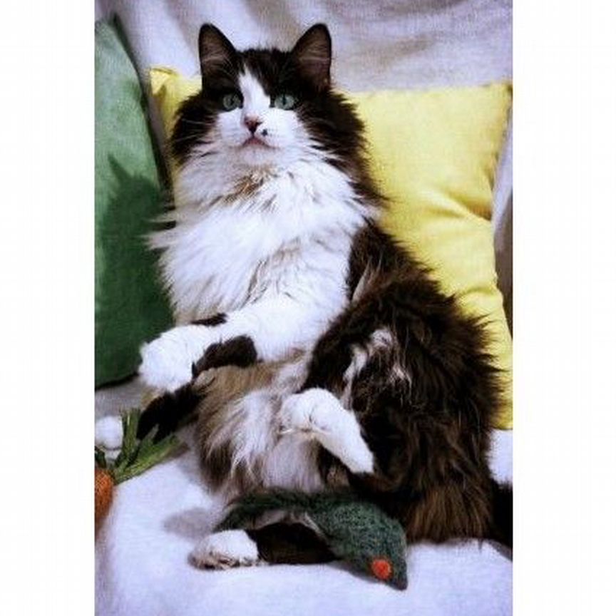 Сибирская, взрослая кошка
