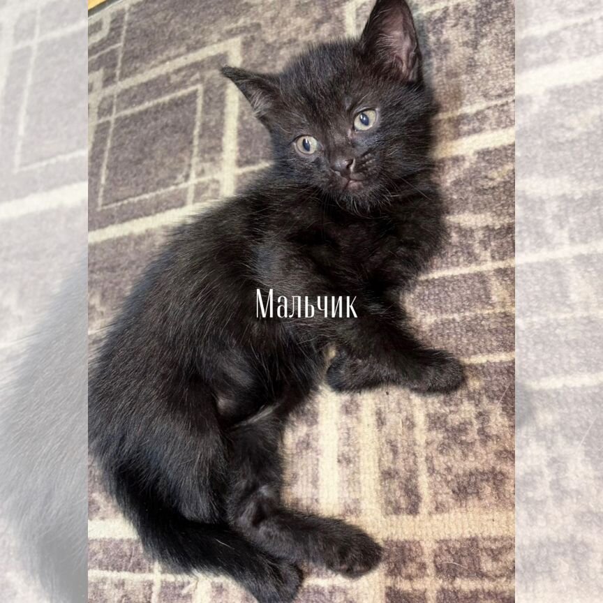 Котёнок в добрые руки