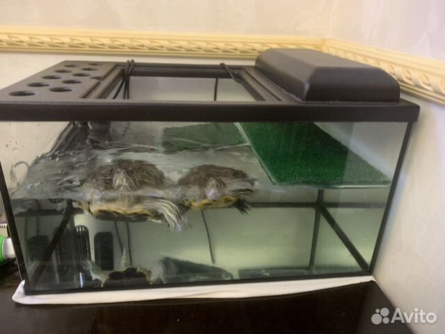 Красноухие черепахи