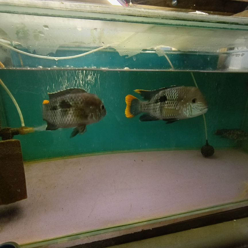 Акара бирюзовая