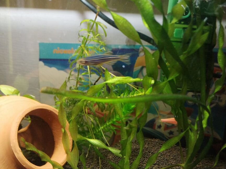 Аквариумные рыбки данио (бесплатно)