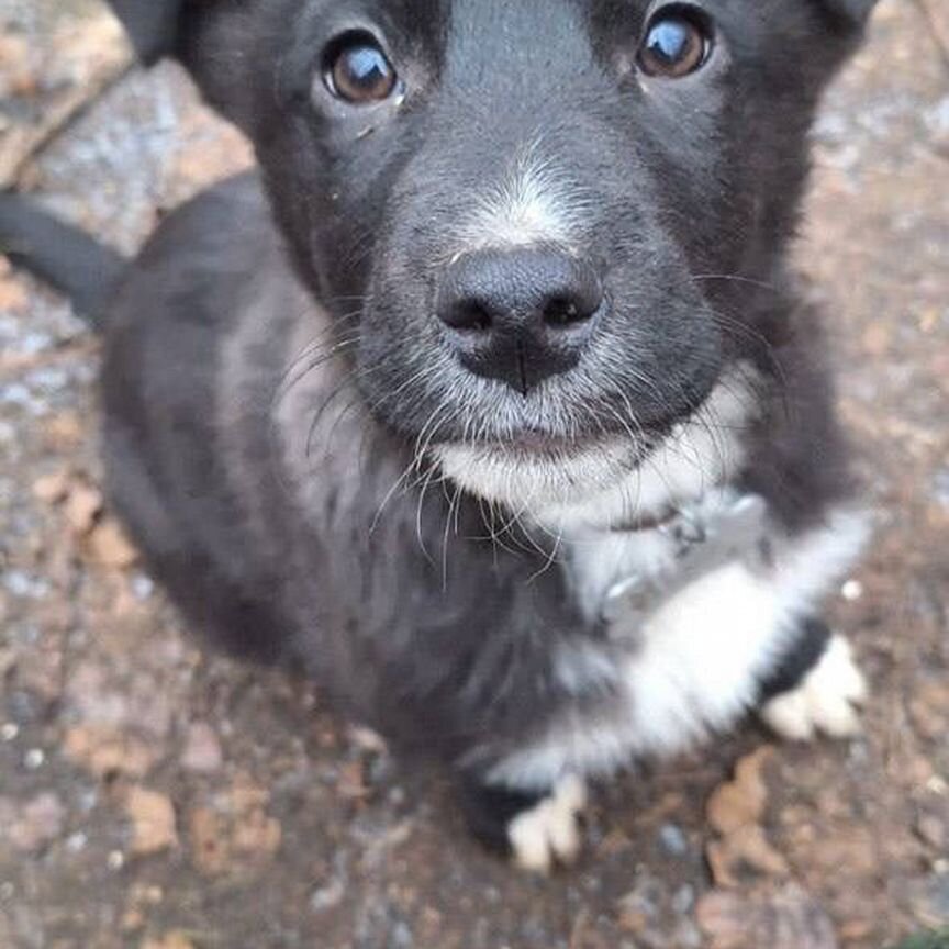 Щенок Бакс в добрые руки