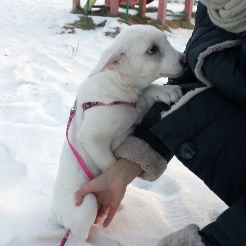 В добрые руки