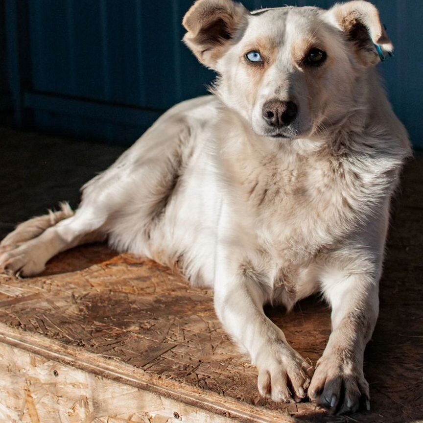 Добрая собака в хорошие руки