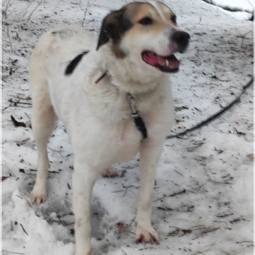 Охранник, охотник и верный друг