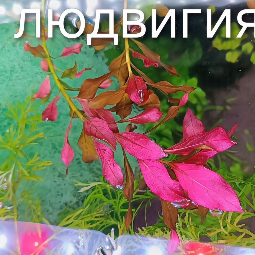 Аквариумные растения, прополка