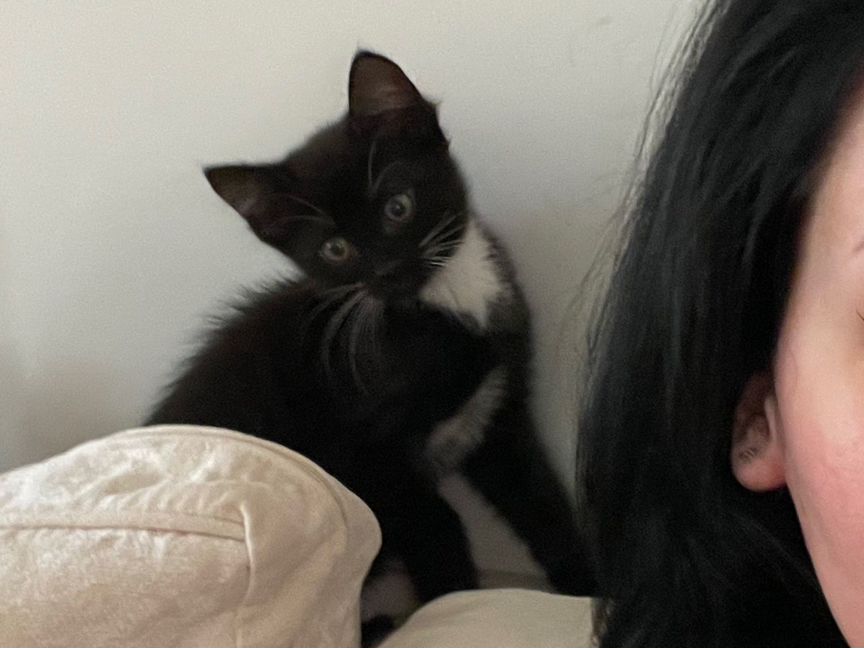 Ищу семью для любимых котят