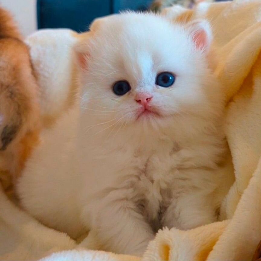 Британские котята золотая шиншилла