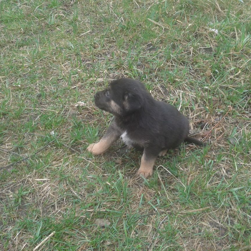 Щенки бесплатно в дар