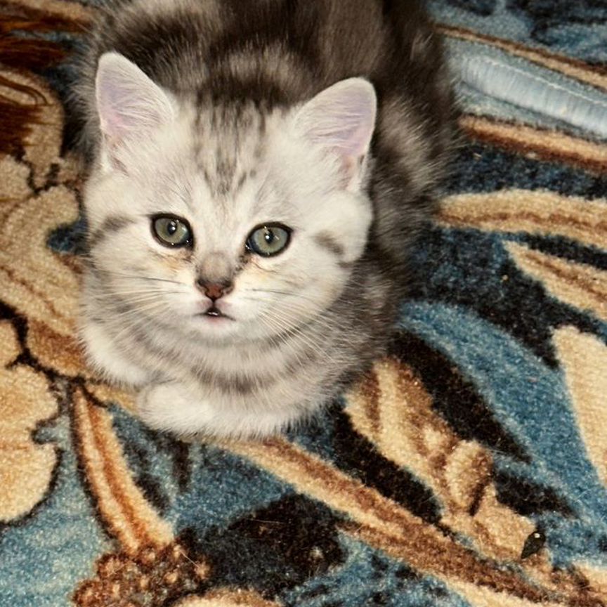 Шотландский вислоухий короткошёрстный котёнок