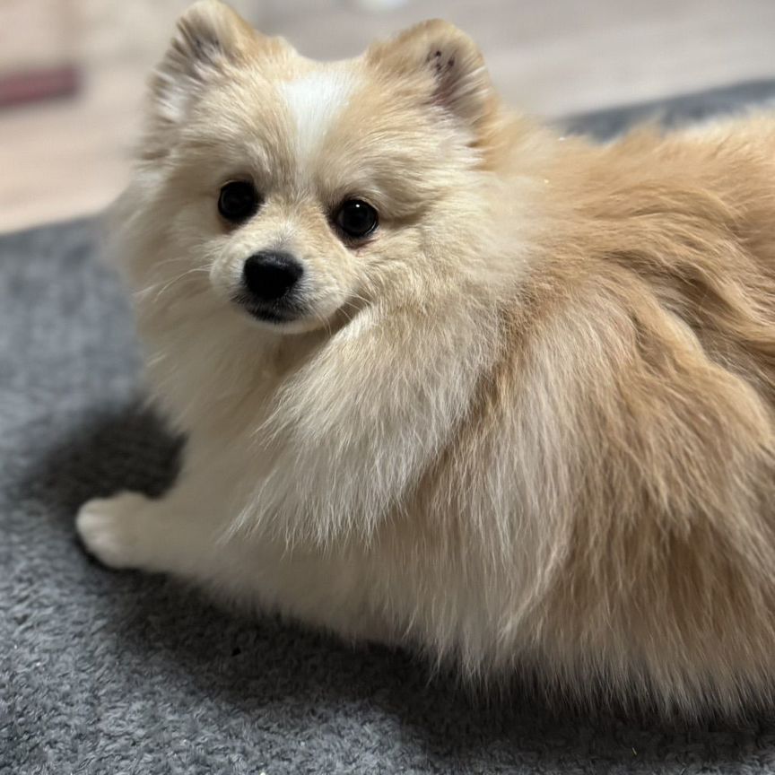 Померанский шпиц, щенок