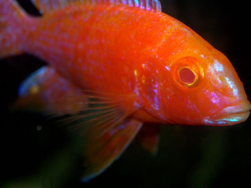 Аулонокара орхидея альбинос