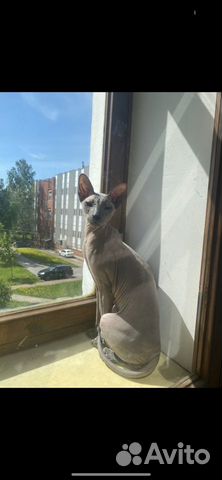 Канадский сфинкс даром