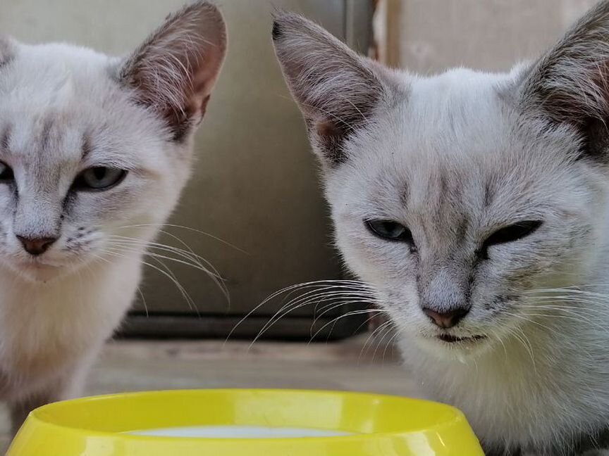 Котята 4 месяца близняшки