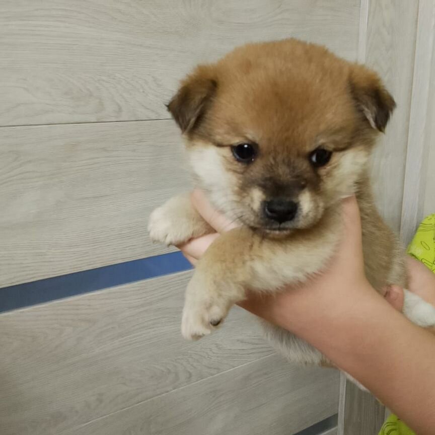 Щенки сиба ину