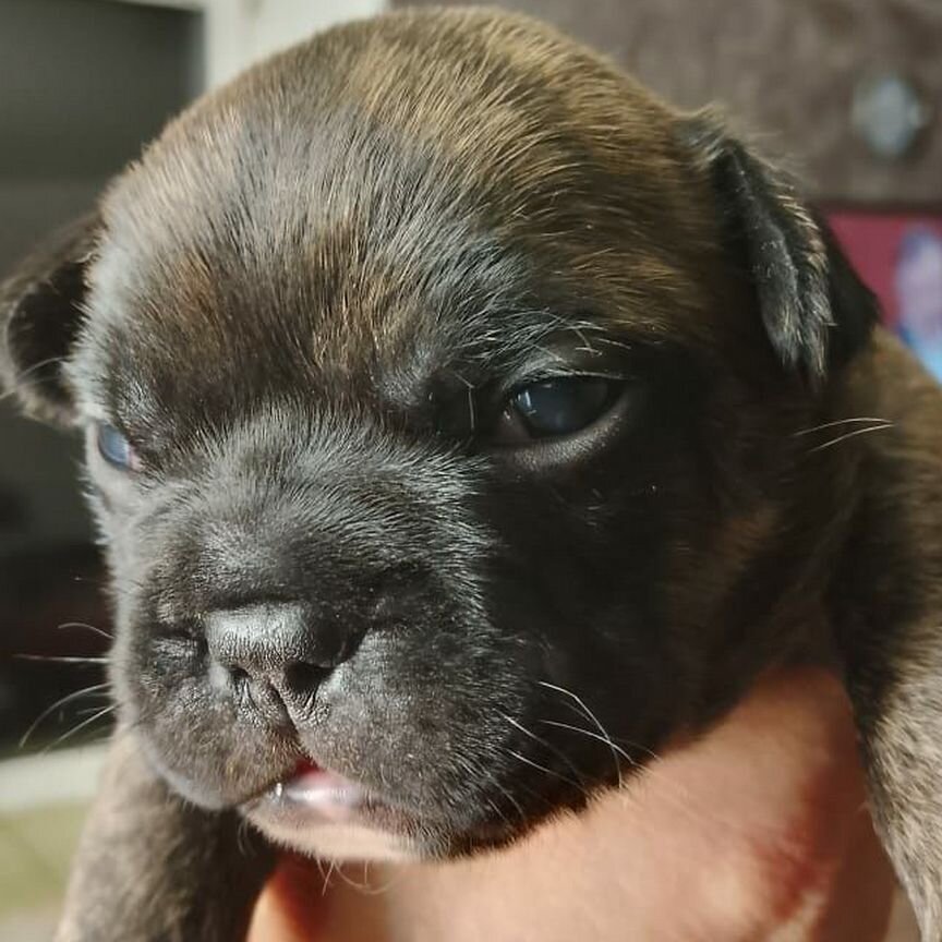 Французский бульдог щенки