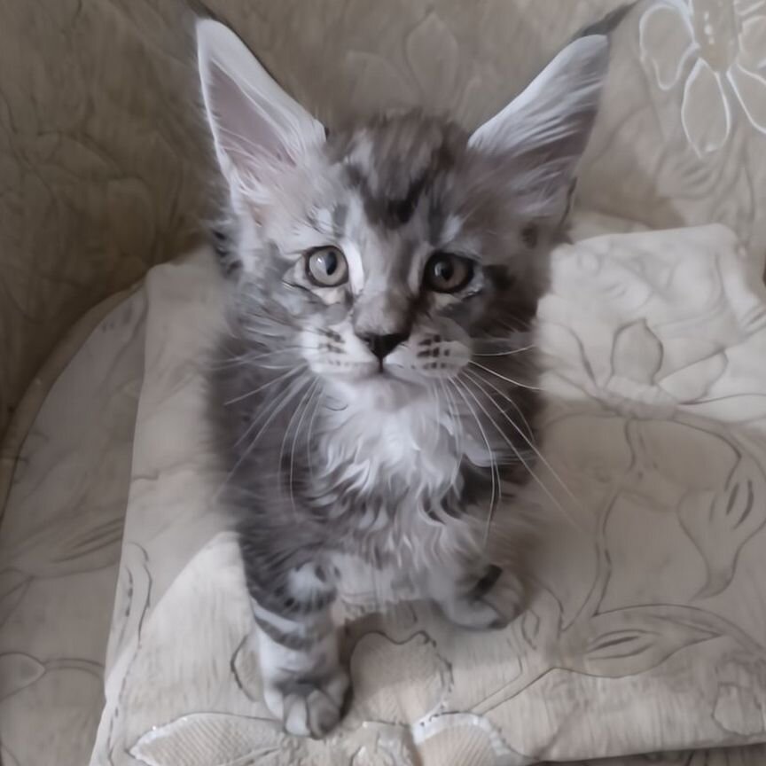 Мейн-кун котёнок