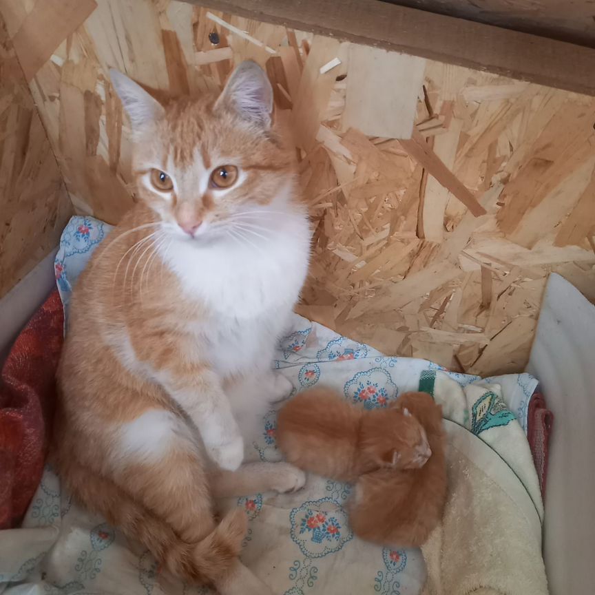 Рыжие котята в дар