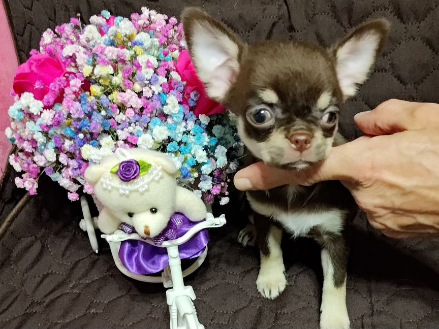 Мини красатуличка