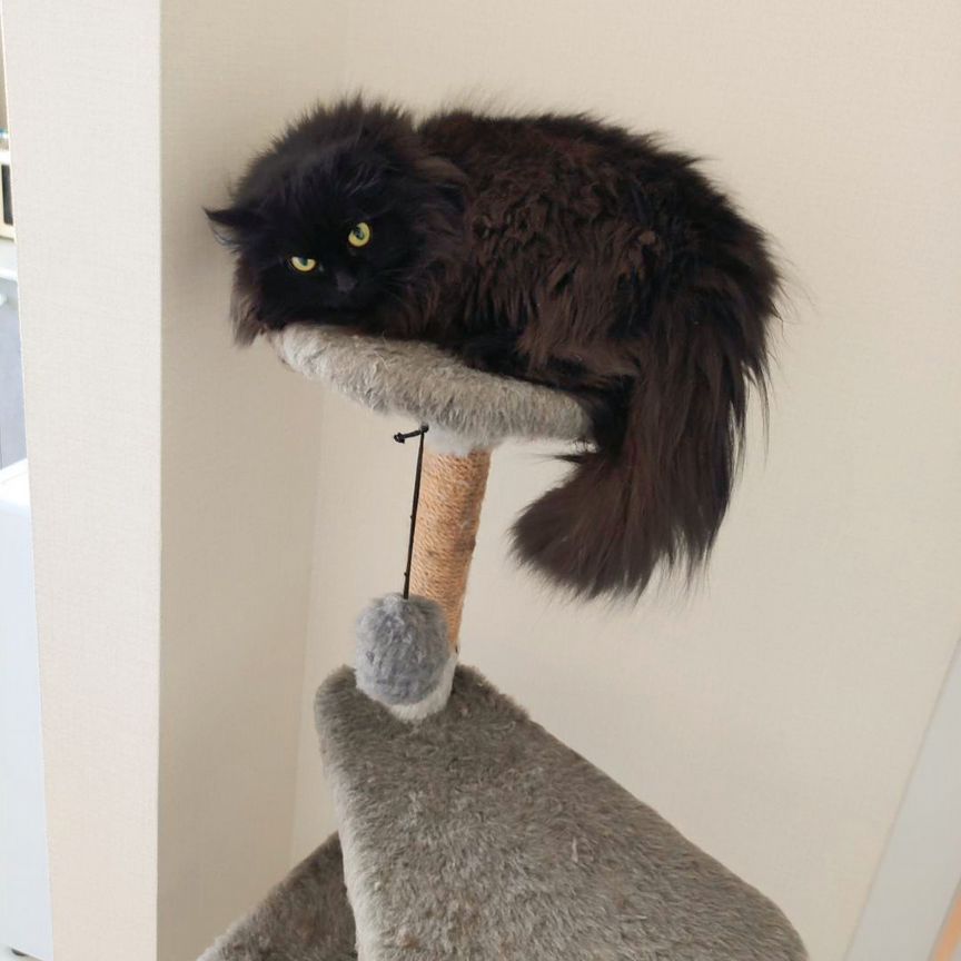 Кошка 4 года