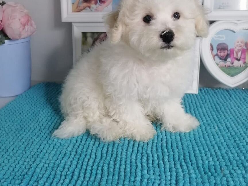 Мальчик мини бишон