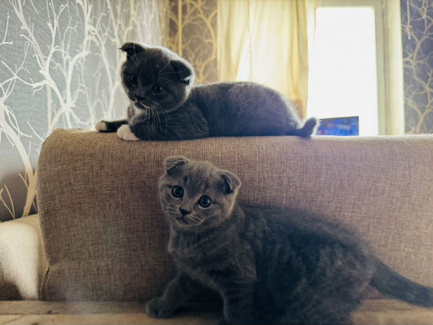 Британские котята