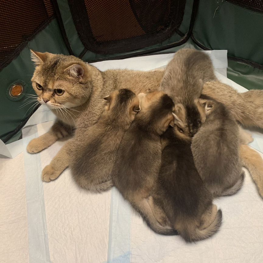 Шотландские золотые котята