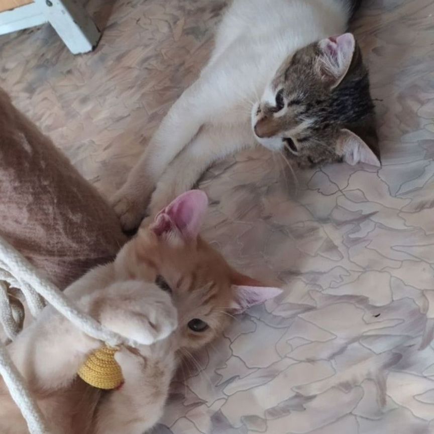 Котята в добрые руки