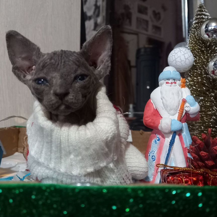 Канадский сфинкс котенок