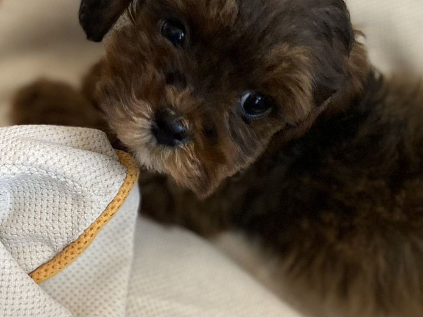 Мальчиш мальтипу f1