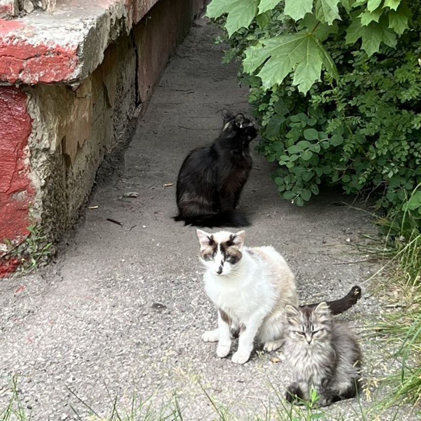Котята в добрые руки бесплатно